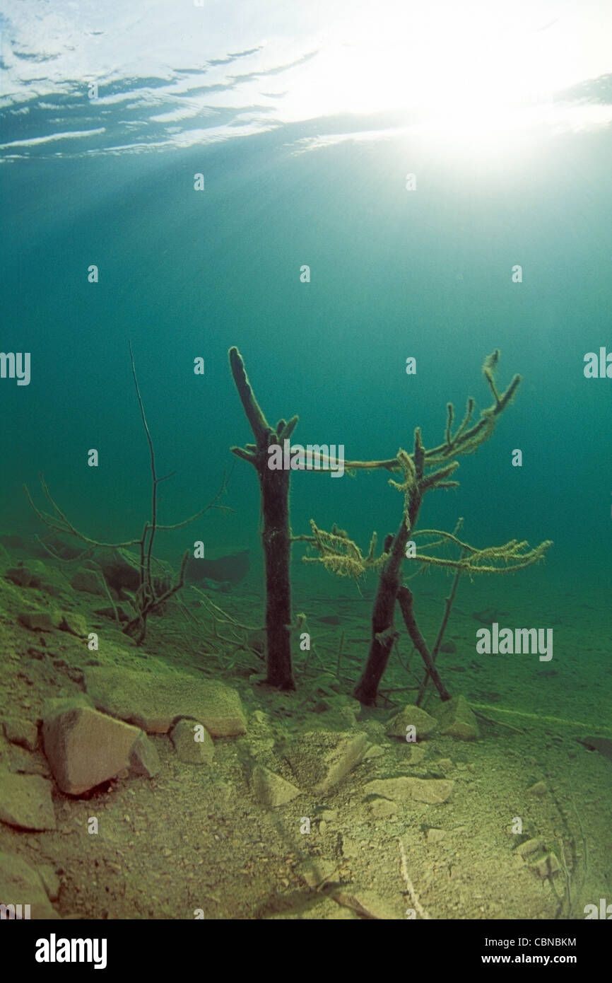 The flooded wood Stock Photo - Alamy