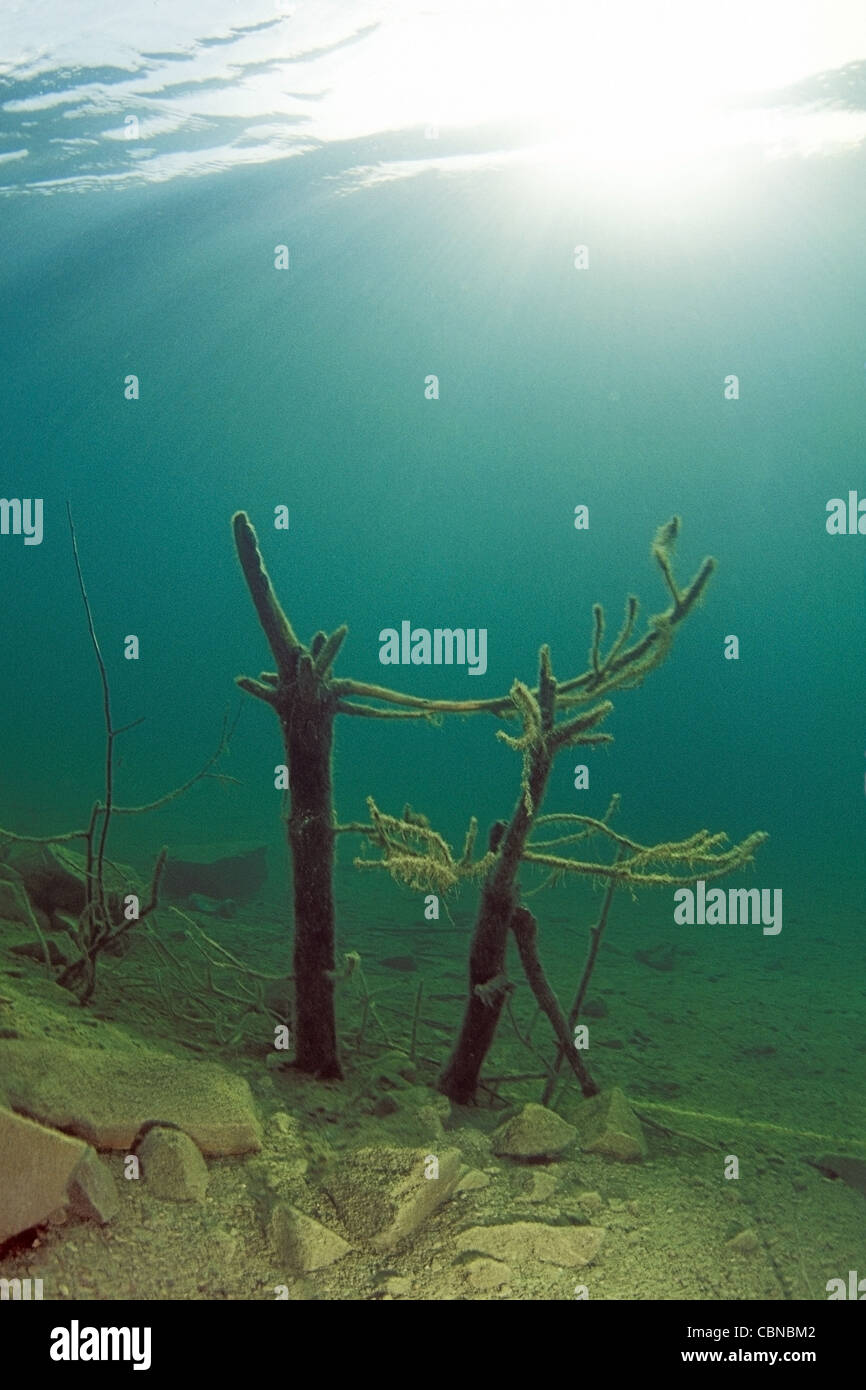 The flooded wood Stock Photo - Alamy