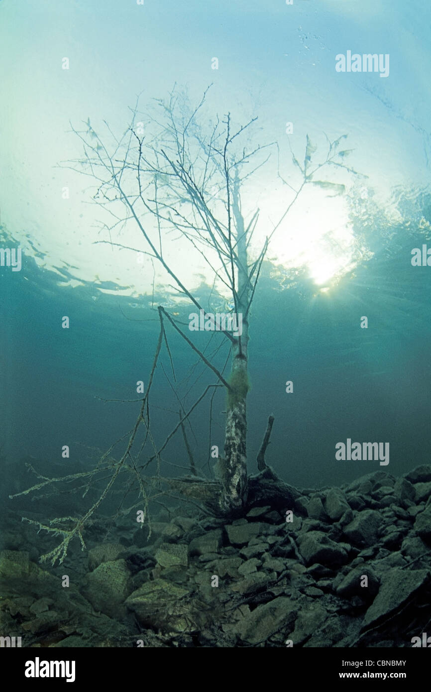 The flooded wood Stock Photo - Alamy