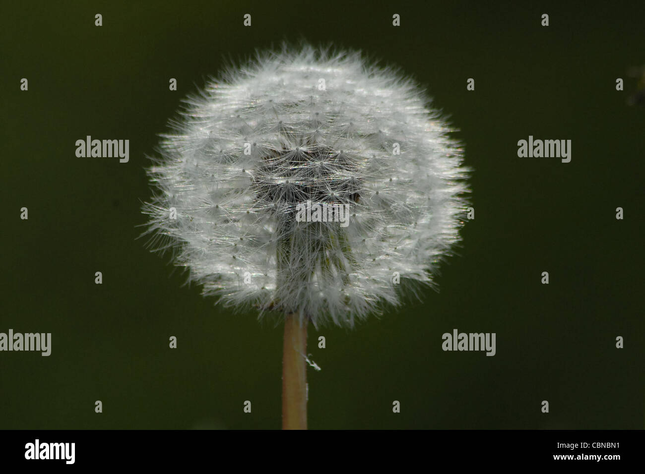 Dandelion clock hi-res stock photography and images - Alamy
