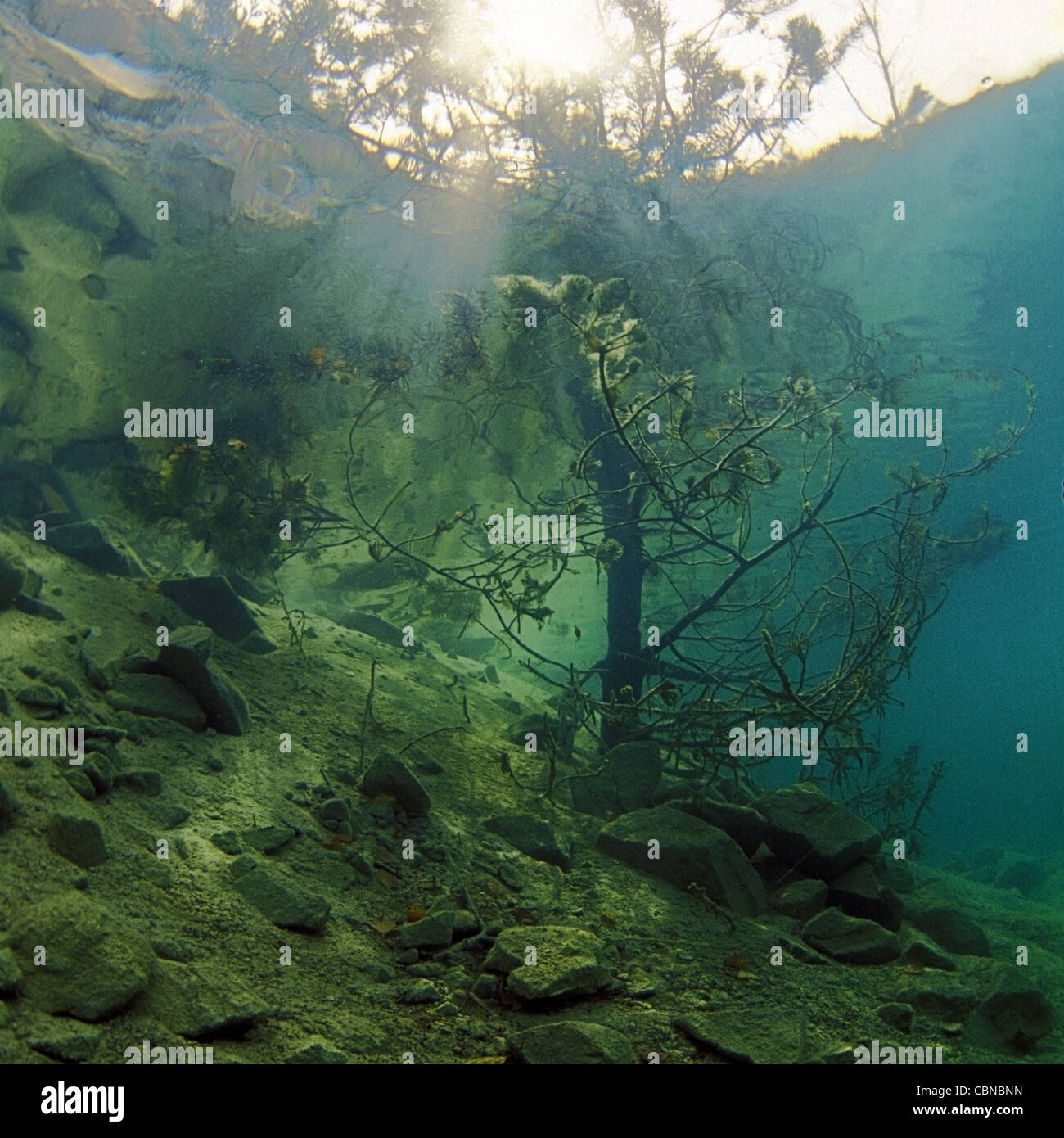 The flooded wood Stock Photo - Alamy