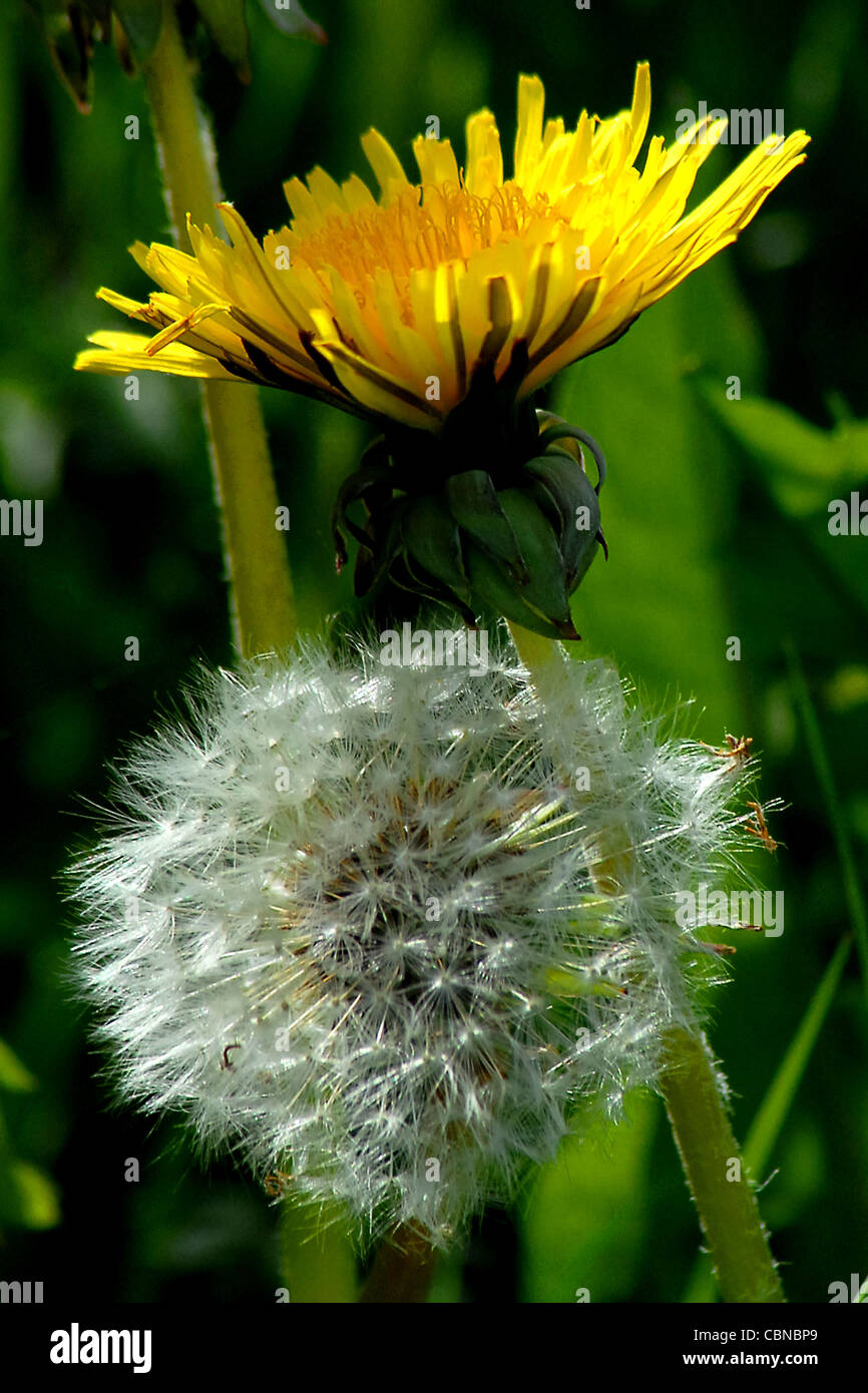 DANDELION AND DANDELION CLOCK Stock Photo - Alamy