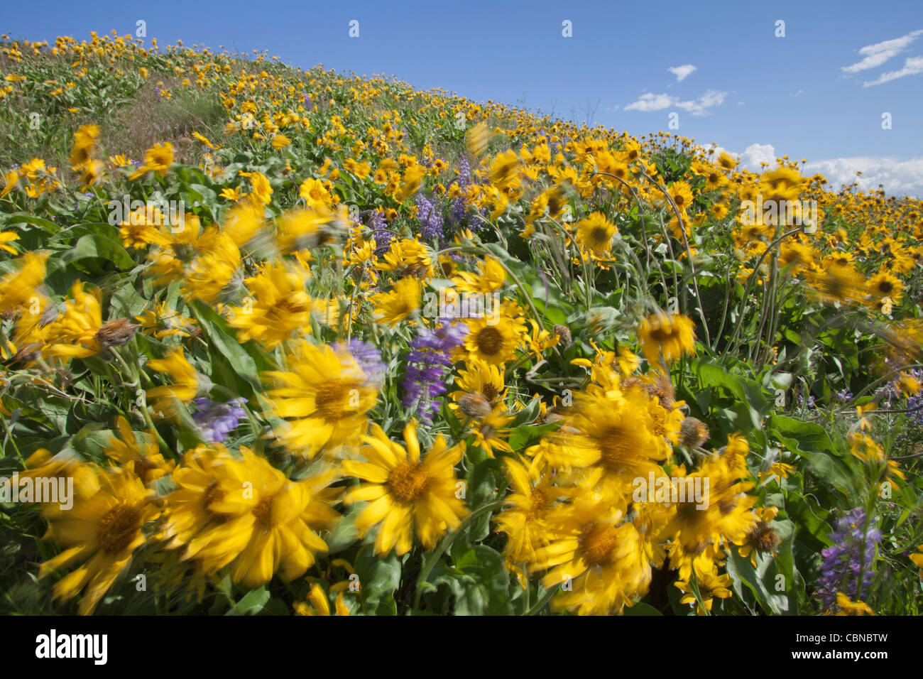 Meadows east of Mosier, Oregon in the Columbia River Gorge Stock Photo ...