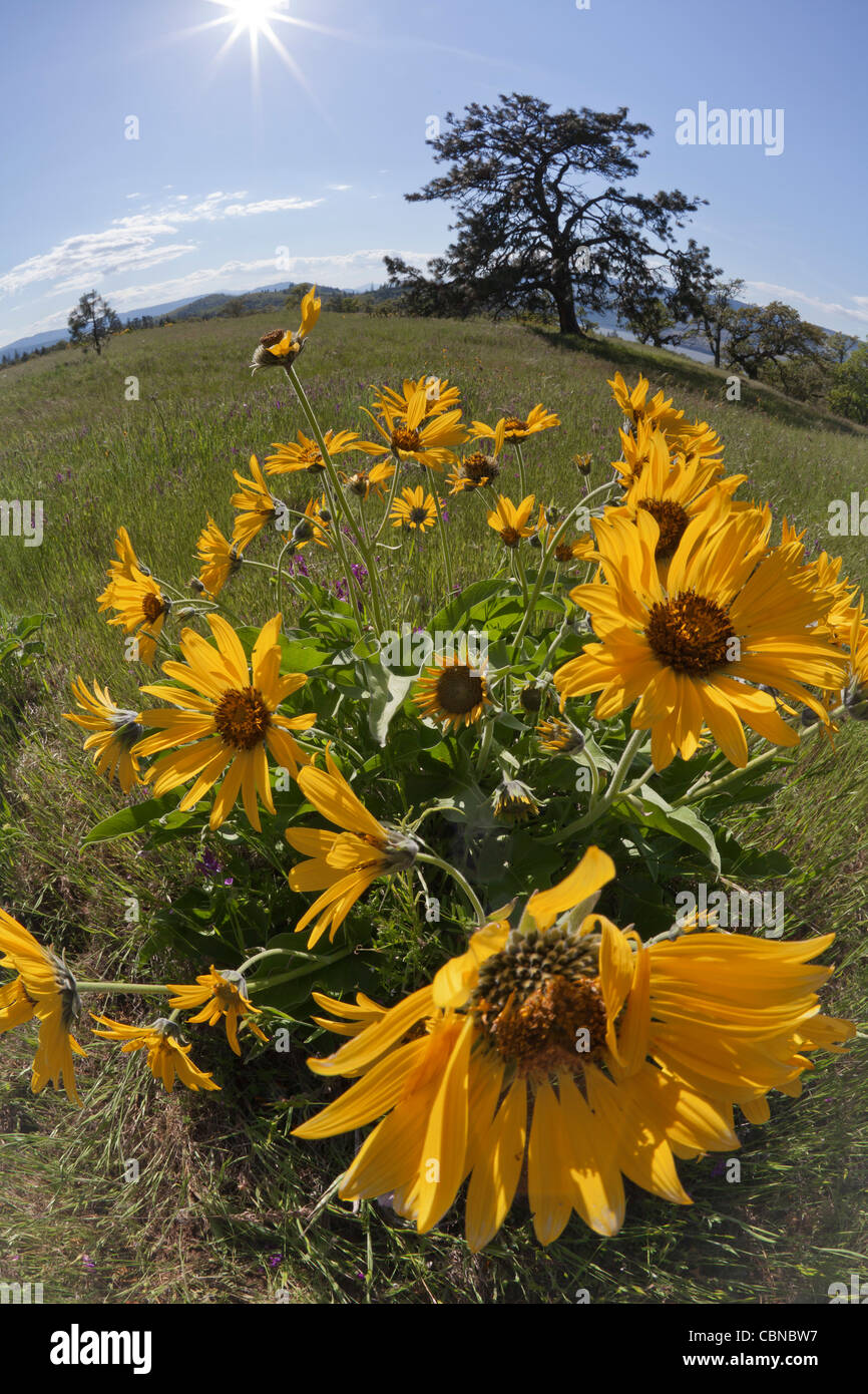 Meadows east of Mosier, Oregon in the Columbia River Gorge Stock Photo ...