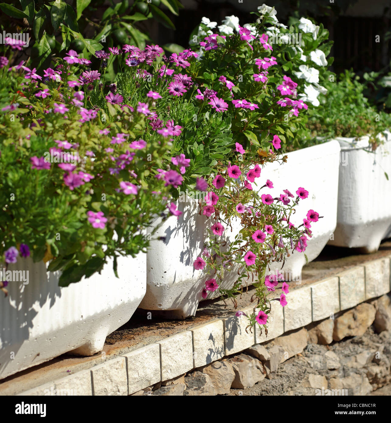 Beautiful garden flowers Stock Photo - Alamy