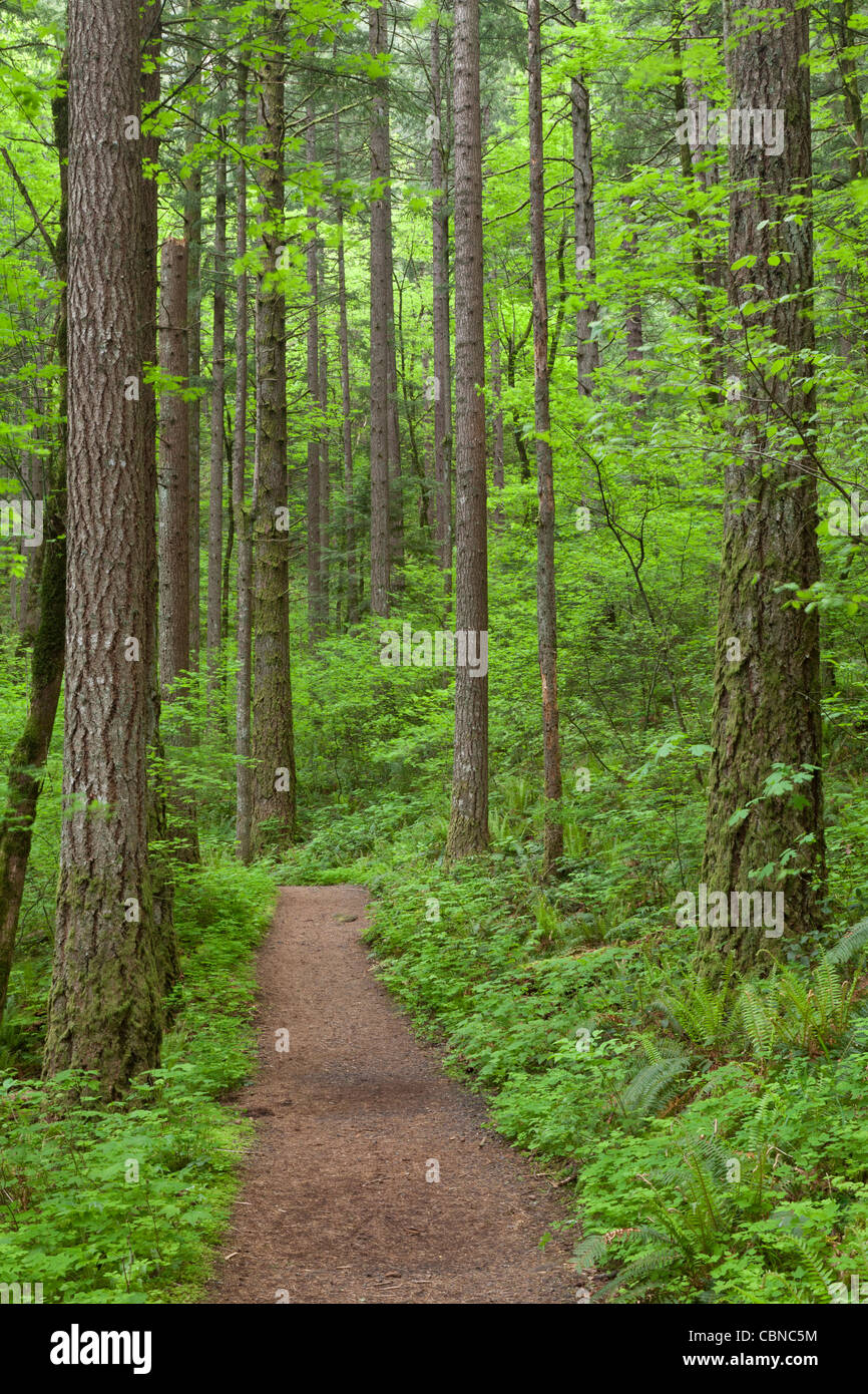 Elowah Falls Trail, Columbia River Gorge, Oregon Stock Photo - Alamy