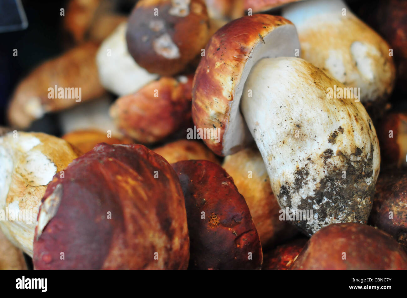 Squirrels bread hi-res stock photography and images - Alamy