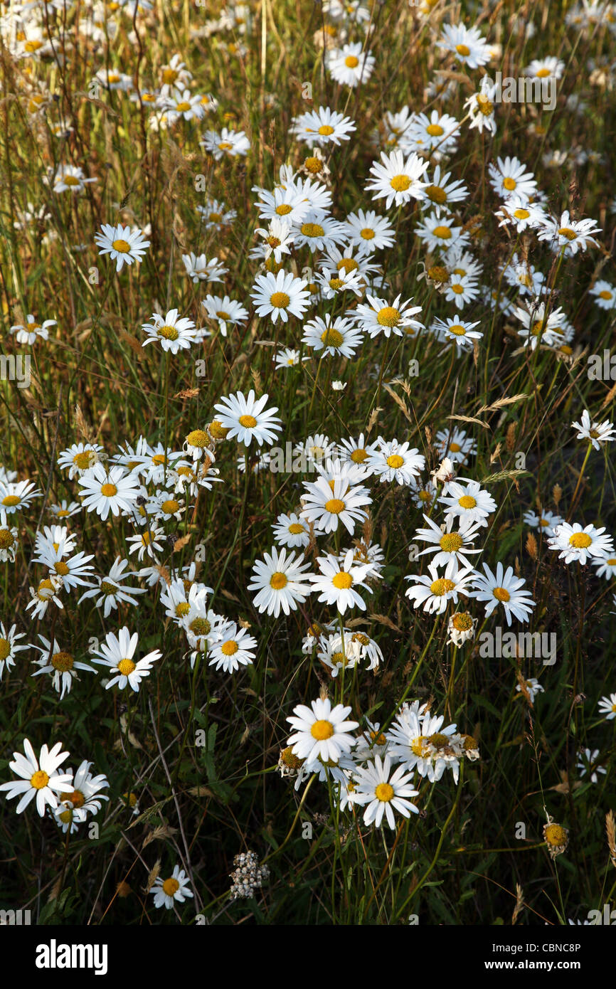 White matricaria flowers on hi-res stock photography and images - Alamy