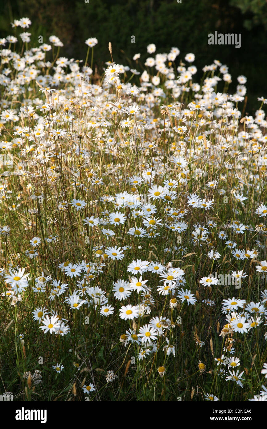 White matricaria flowers on hi-res stock photography and images - Alamy