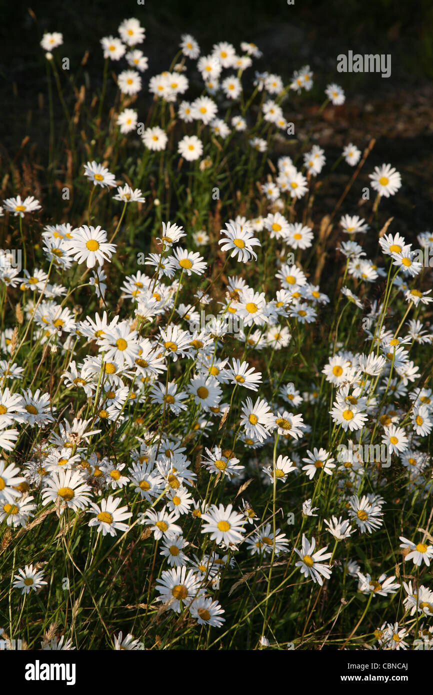Camomile camomiles hi-res stock photography and images - Alamy
