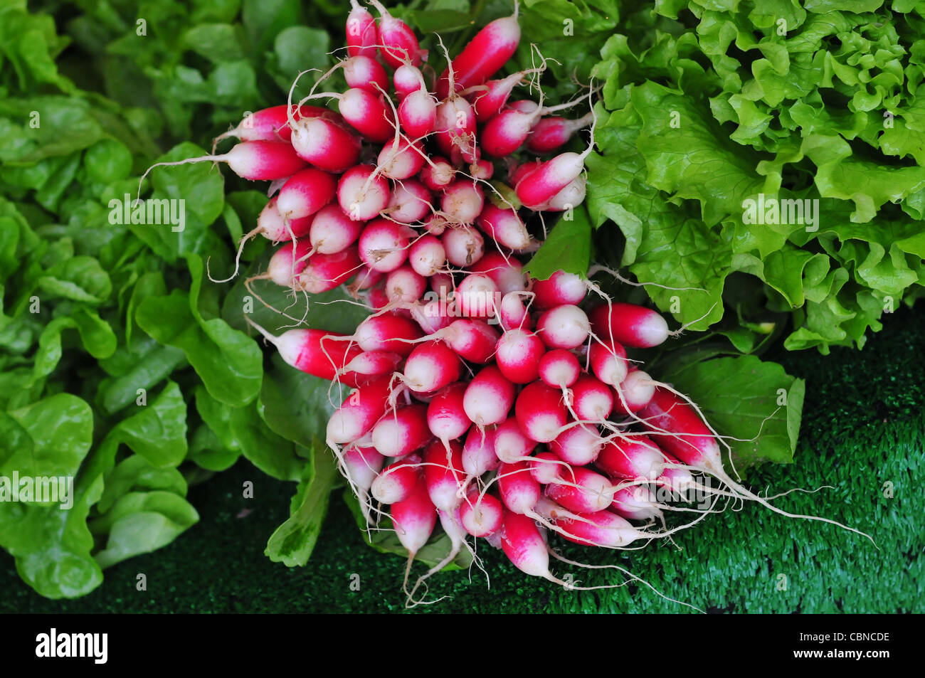 Spinach root hi-res stock photography and images - Alamy