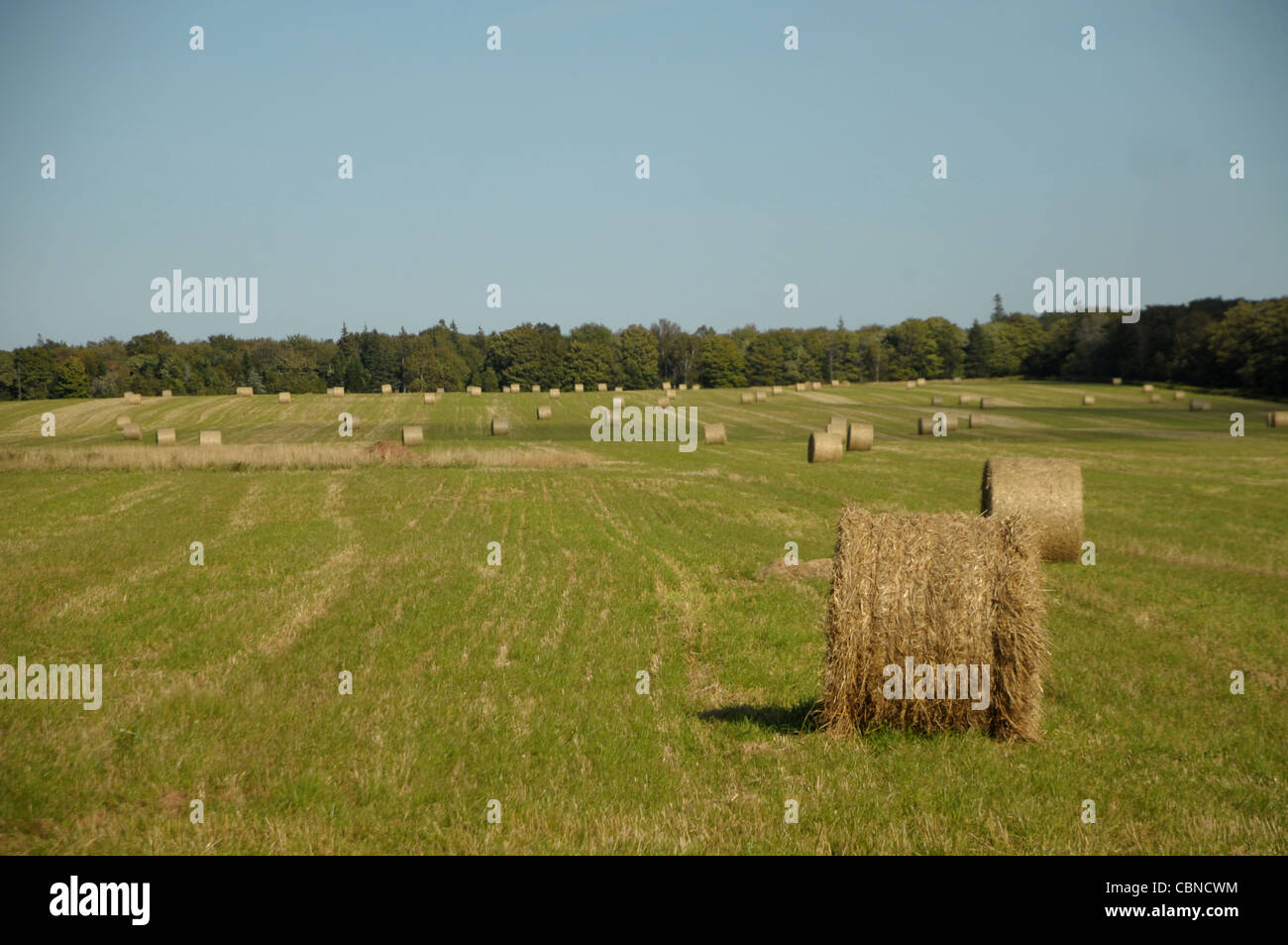 Hay bails are rolled in a fielding Prince Edward Island, Canada Stock ...
