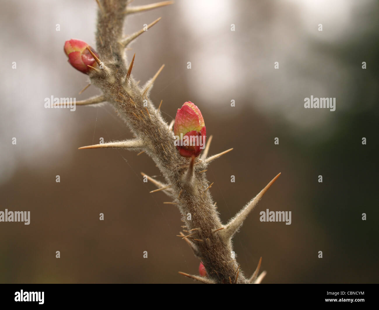 buds from Dog Rose / Dogrose / Rosa canina / Heckenrose / Hundsrose ...