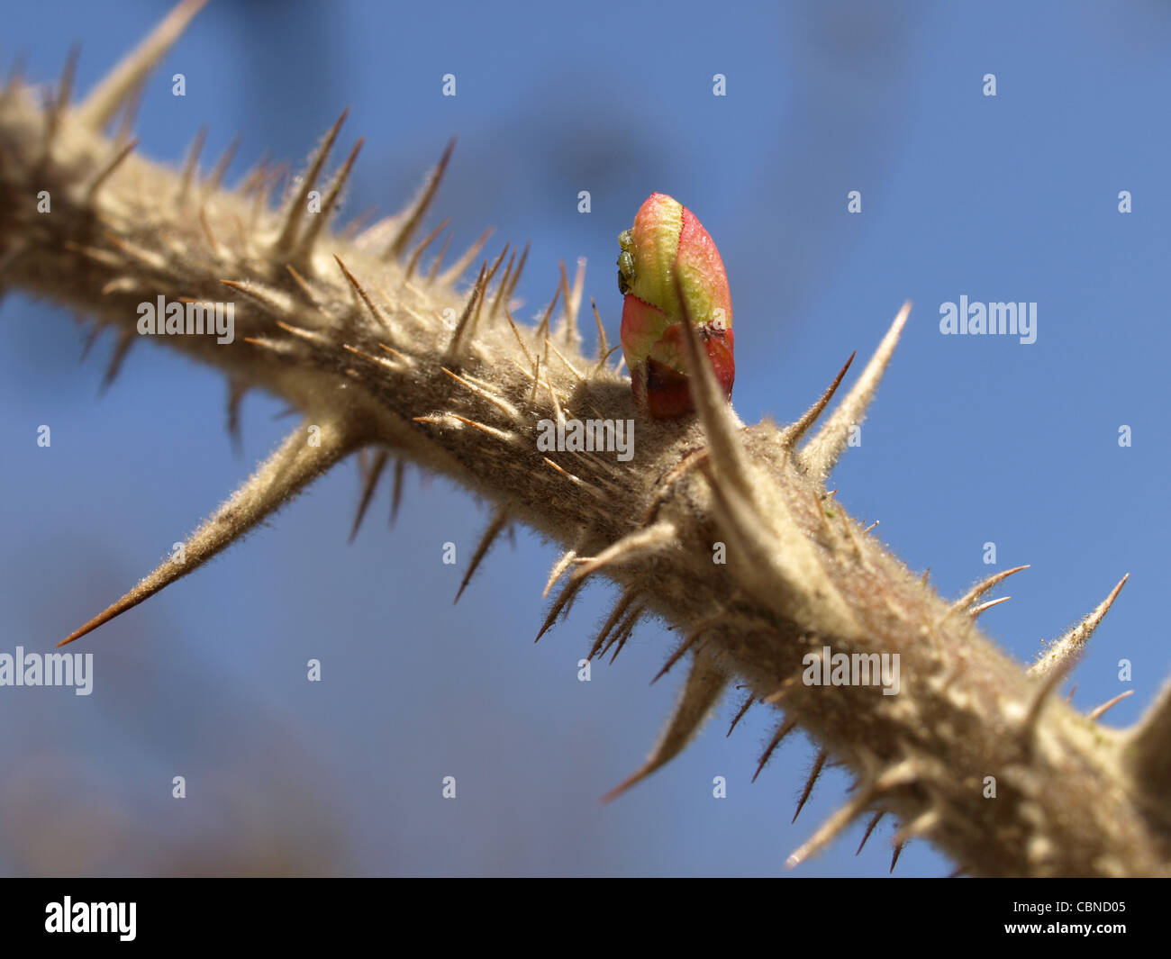 Hundsrose rosa canina spring hi-res stock photography and images - Alamy