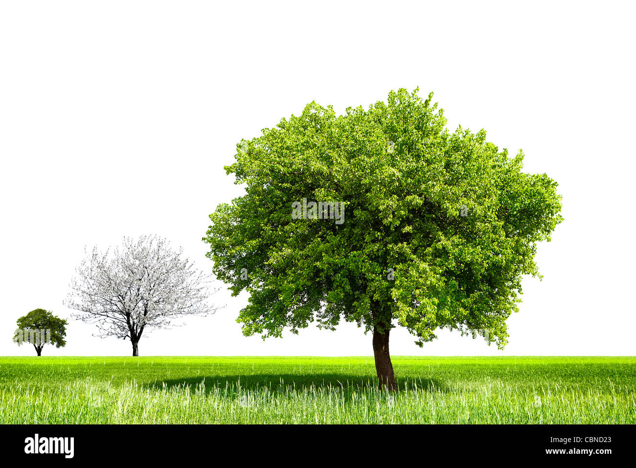 White oak springs hi-res stock photography and images - Alamy