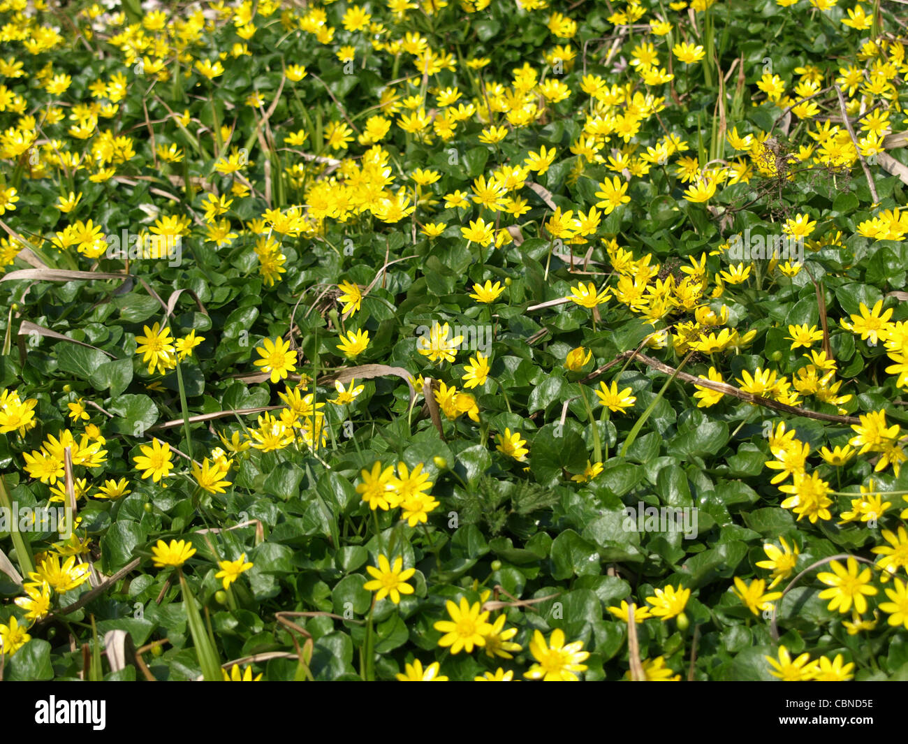 Celandine texture hi-res stock photography and images - Alamy