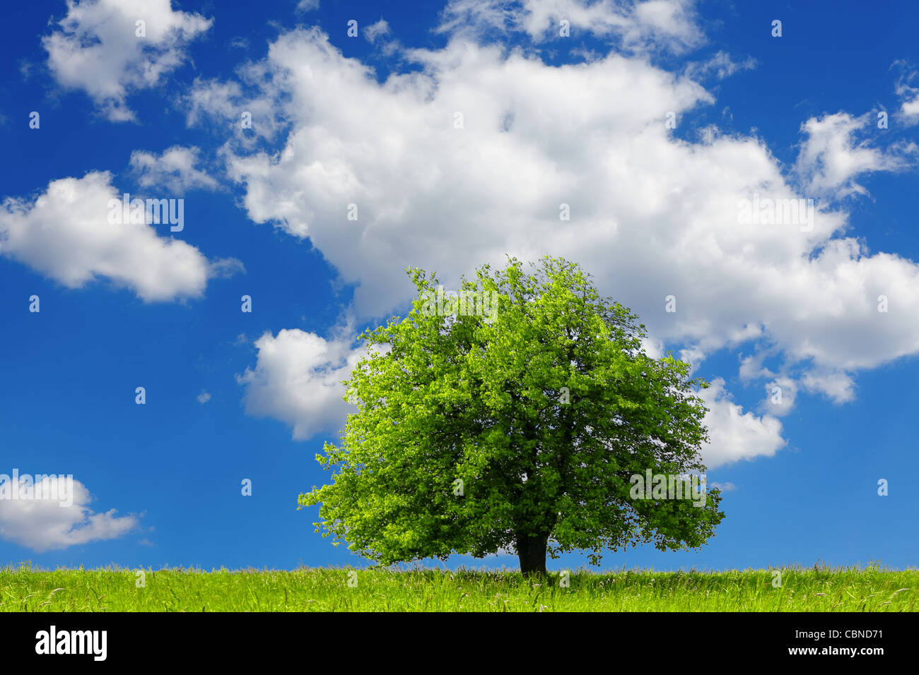 Tree and blue sky Stock Photo - Alamy