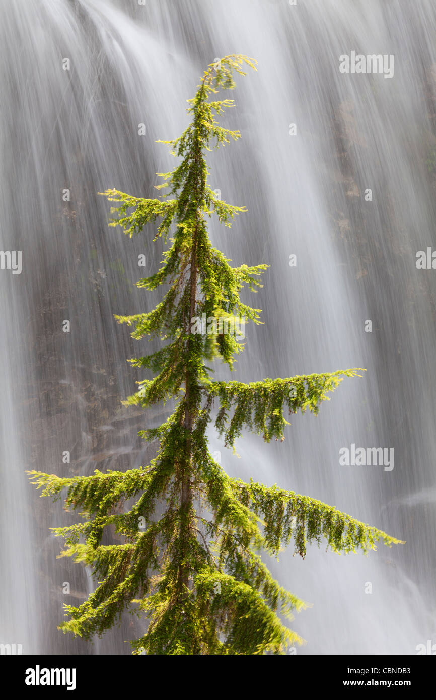 Evergreen agnes gorge trail hi-res stock photography and images - Alamy