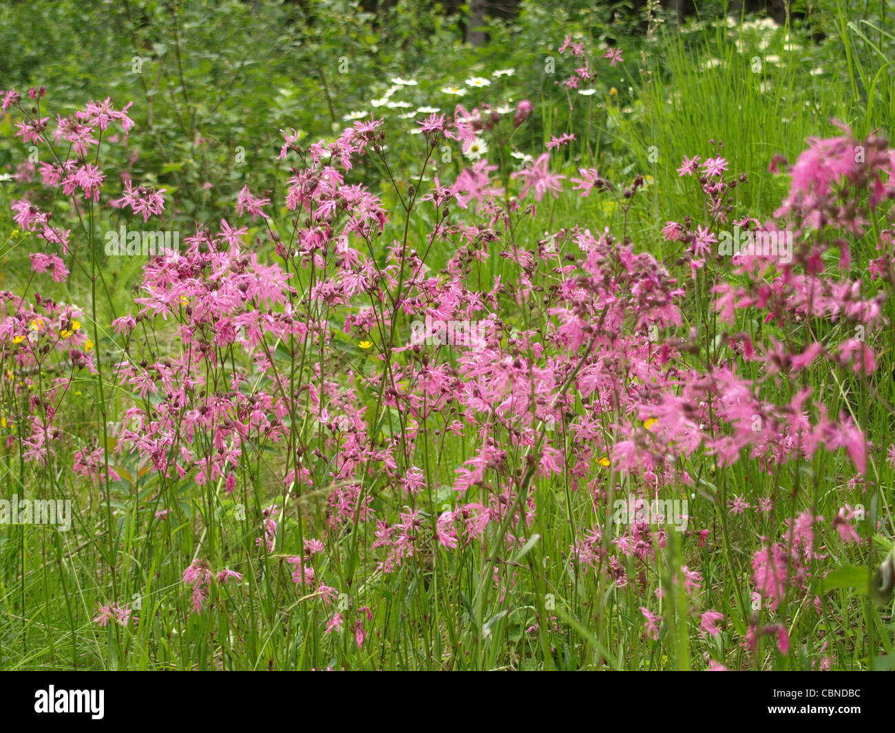 Ragged robin / Lychnis flos-cuculi / Kuckuckslichtnelken Stock Photo ...