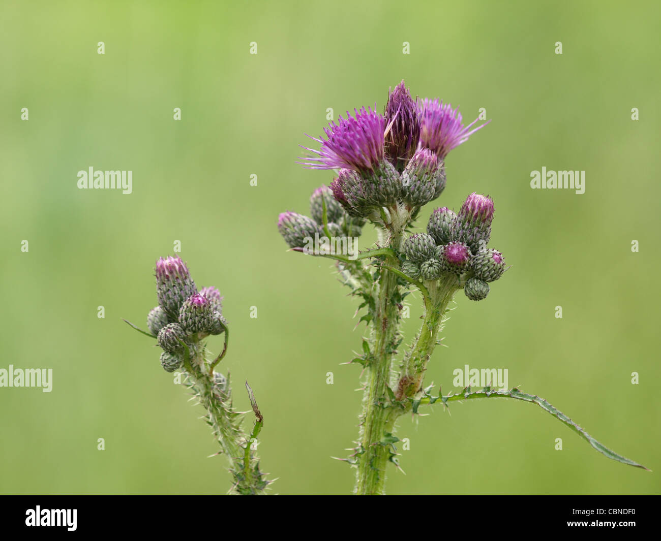 Welted thistle / Carduus crispus / Krause Distel Stock Photo - Alamy