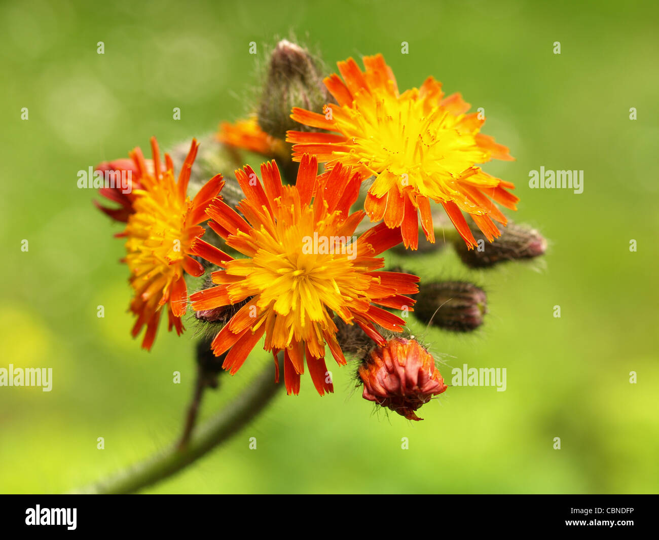 Pilosella aurantiaca hi-res stock photography and images - Alamy
