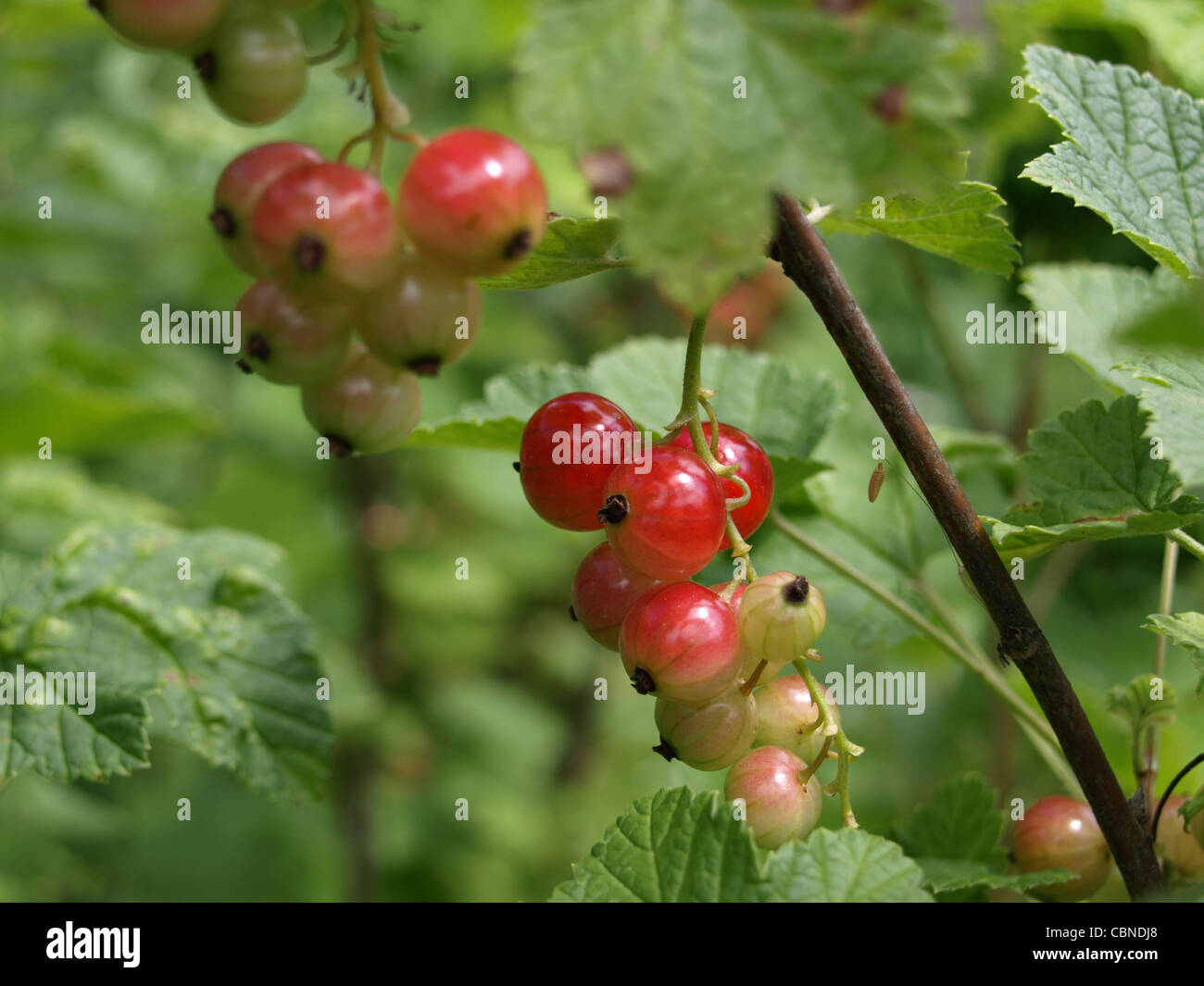 redcurrant / Ribes rubrum / Rote Johannisbeeren Stock Photo - Alamy