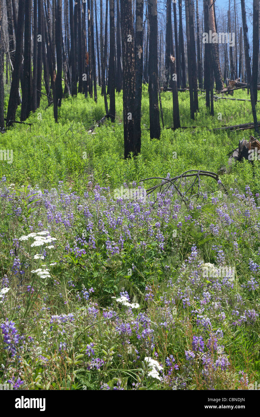 New growth after forest fire hi-res stock photography and images - Alamy