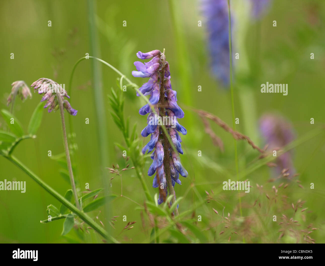 Tufted vetch, cow vetch, bird vetch, boreal vetch / Vicia cracca ...