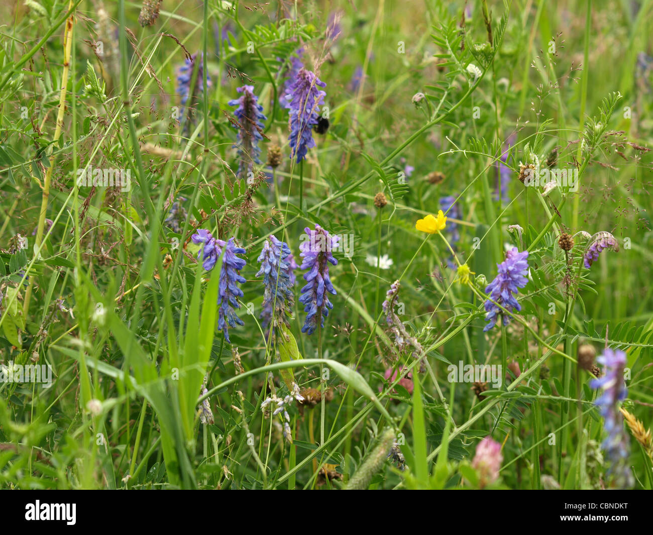 Tufted vetch, cow vetch, bird vetch, boreal vetch / Vicia cracca ...