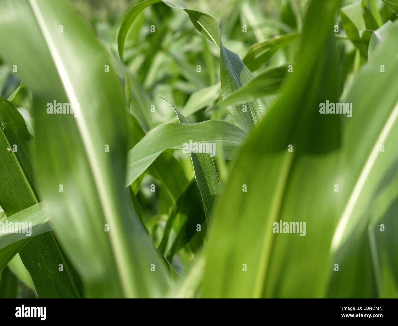 Botany poaceae corn zea mays hi-res stock photography and images - Alamy