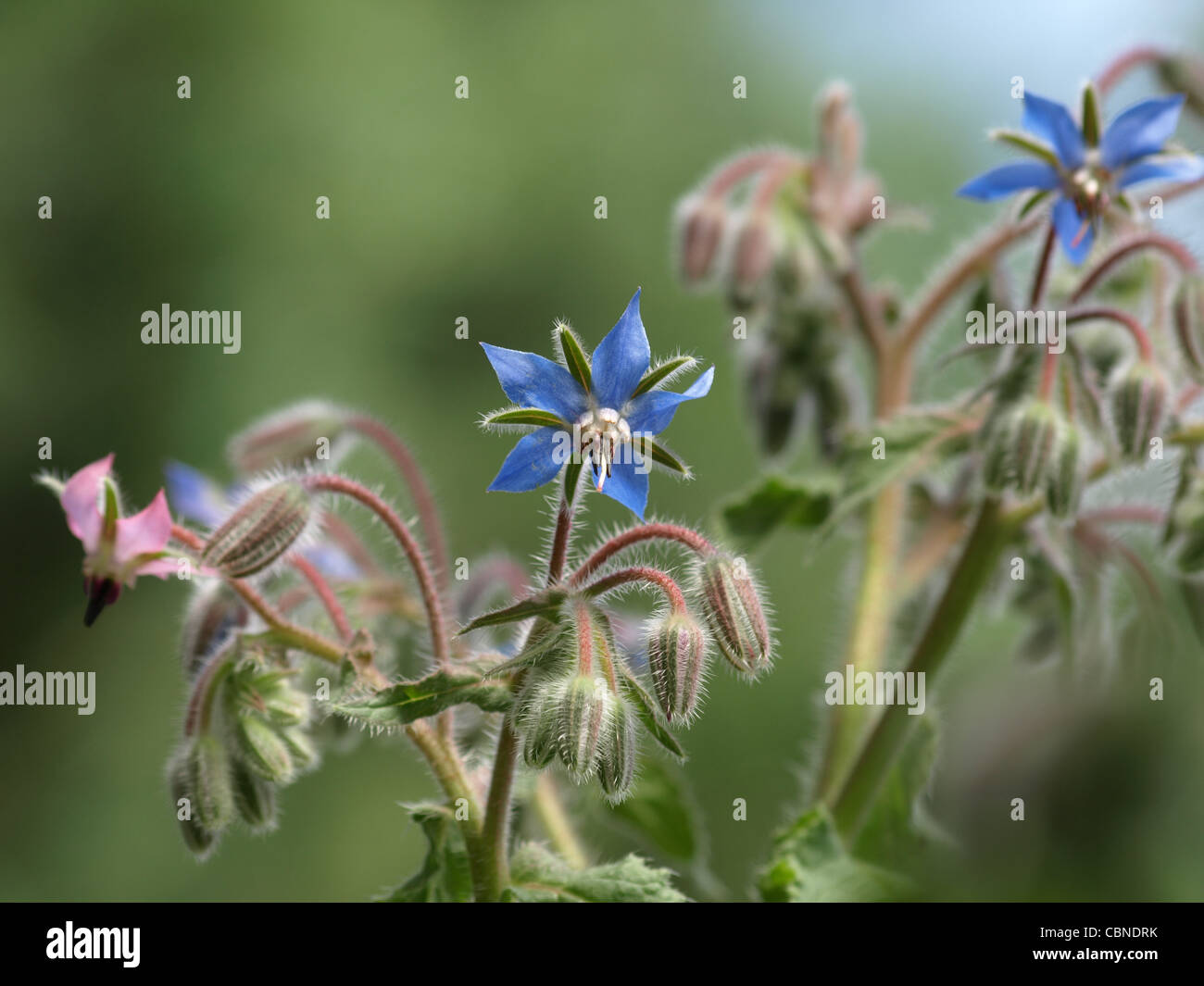 Borage, starflower / Borago officinalis / Borretsch Stock Photo - Alamy