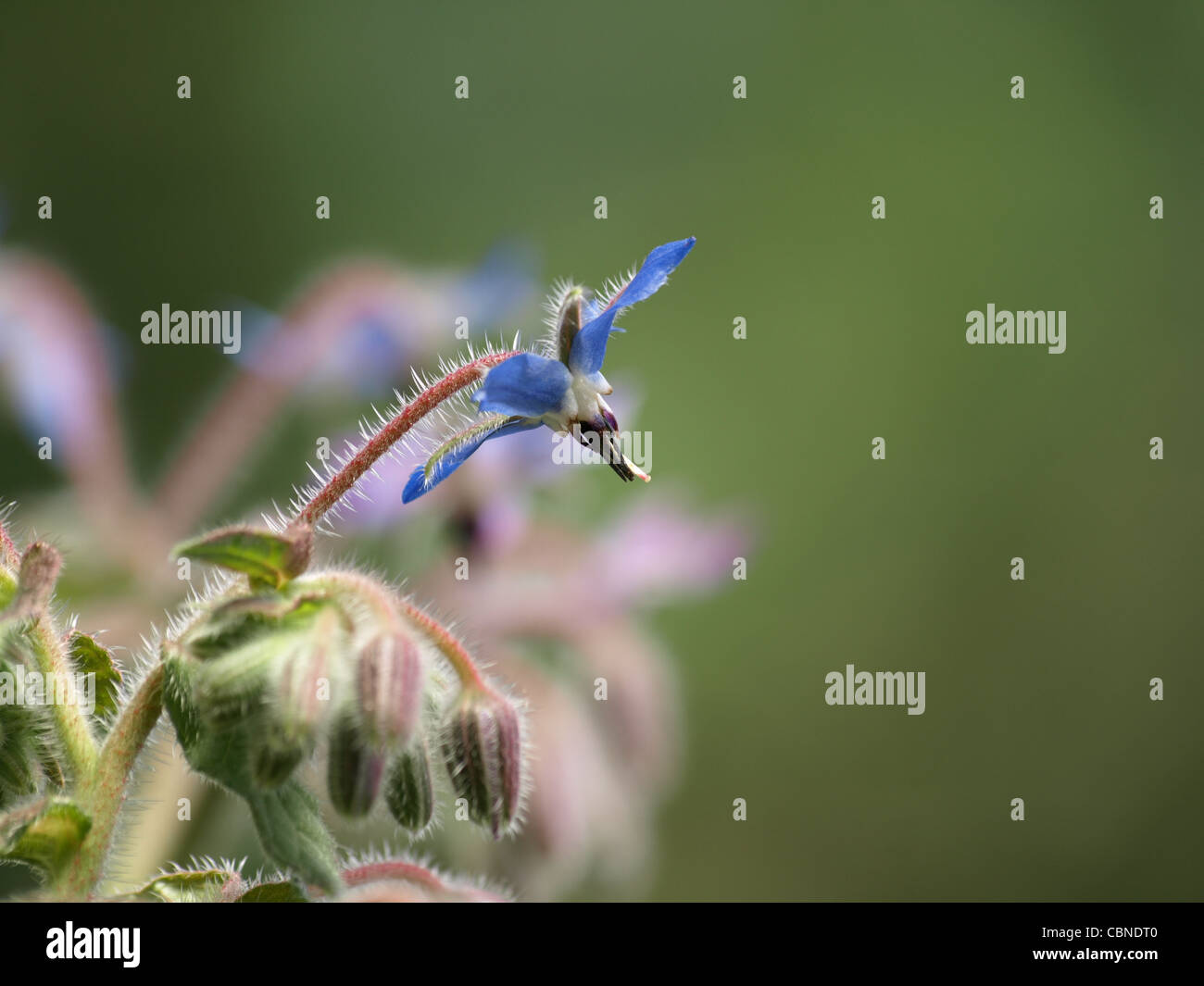 Borage, starflower / Borago officinalis / Borretsch Stock Photo - Alamy