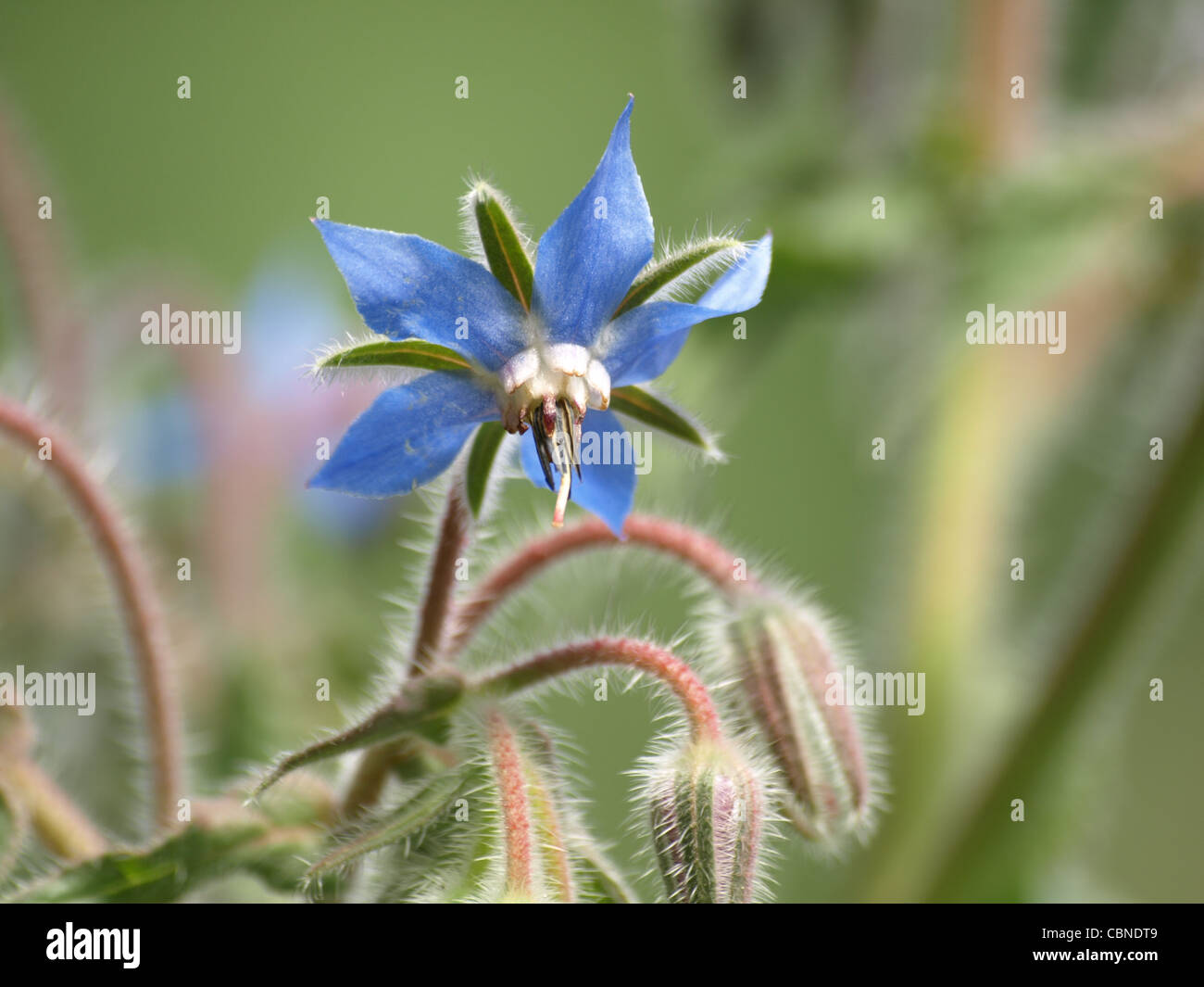 Borage, starflower / Borago officinalis / Borretsch Stock Photo - Alamy