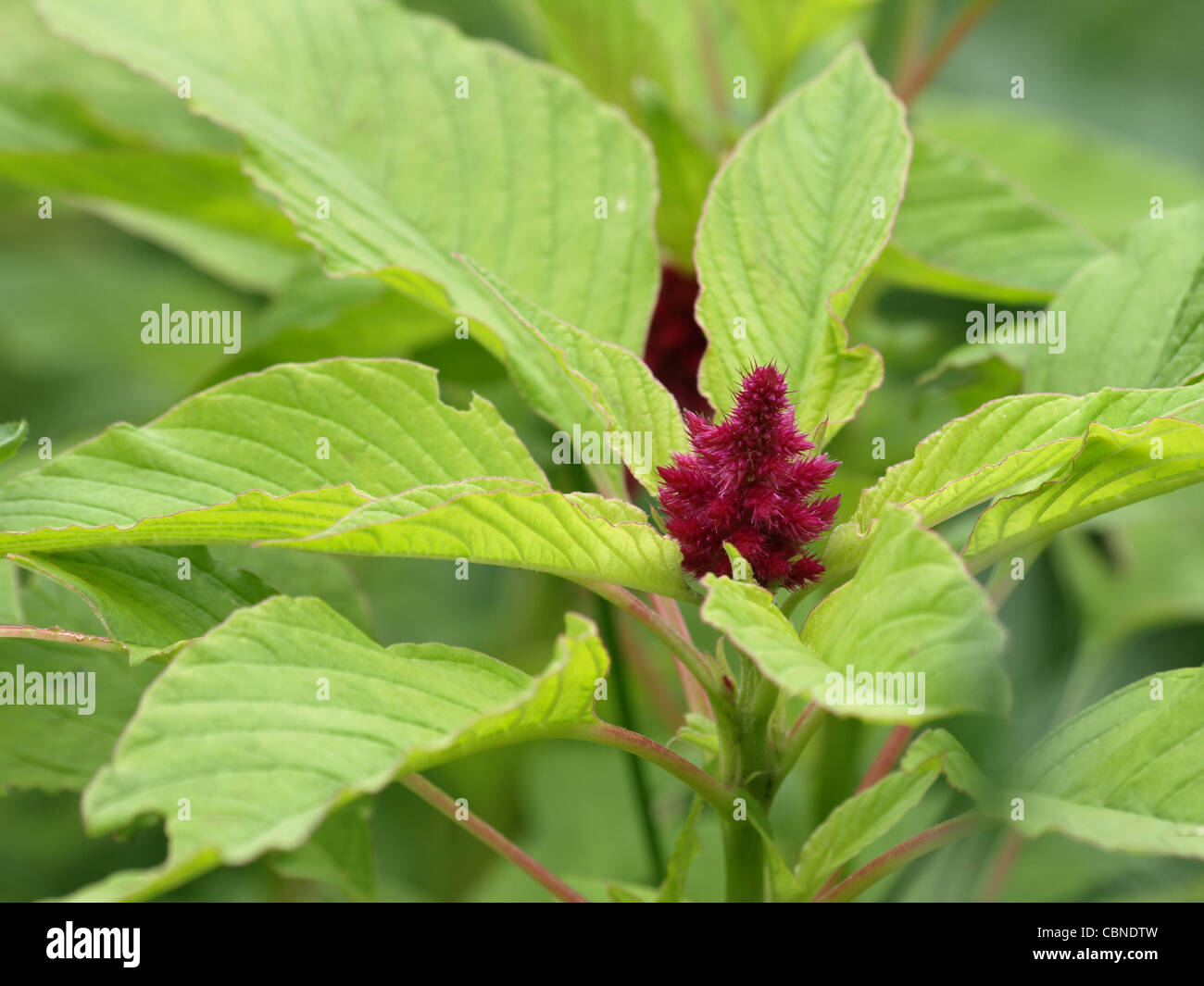 love-lies-bleeding / Amaranthus caudatus / Gartenamarant Stock Photo ...