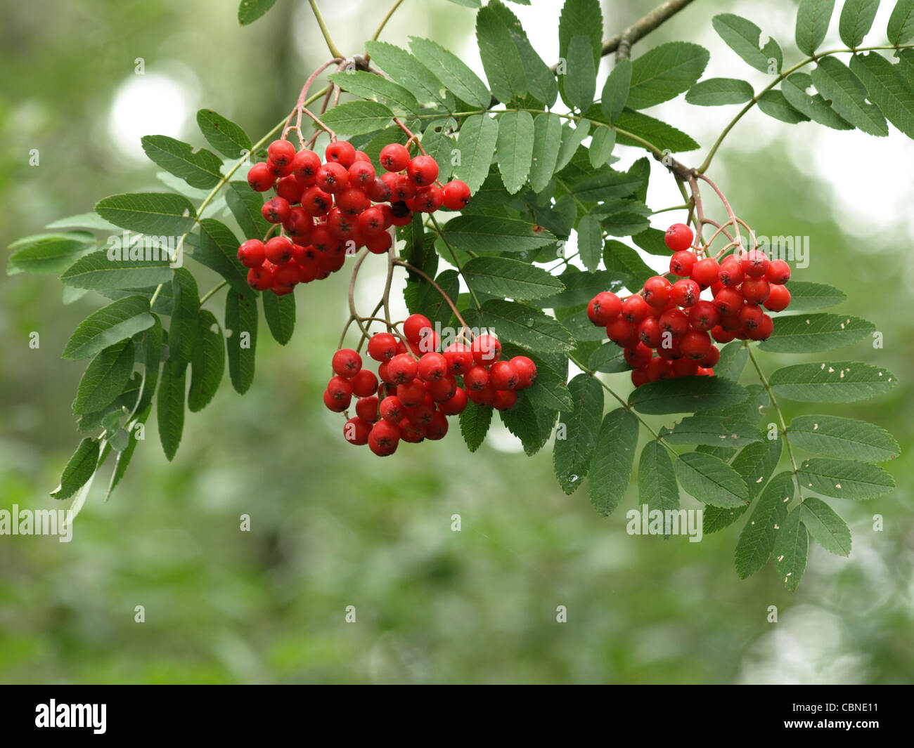 European Rowan, European mountain ash / Sorbus aucuparia / Eberesche ...