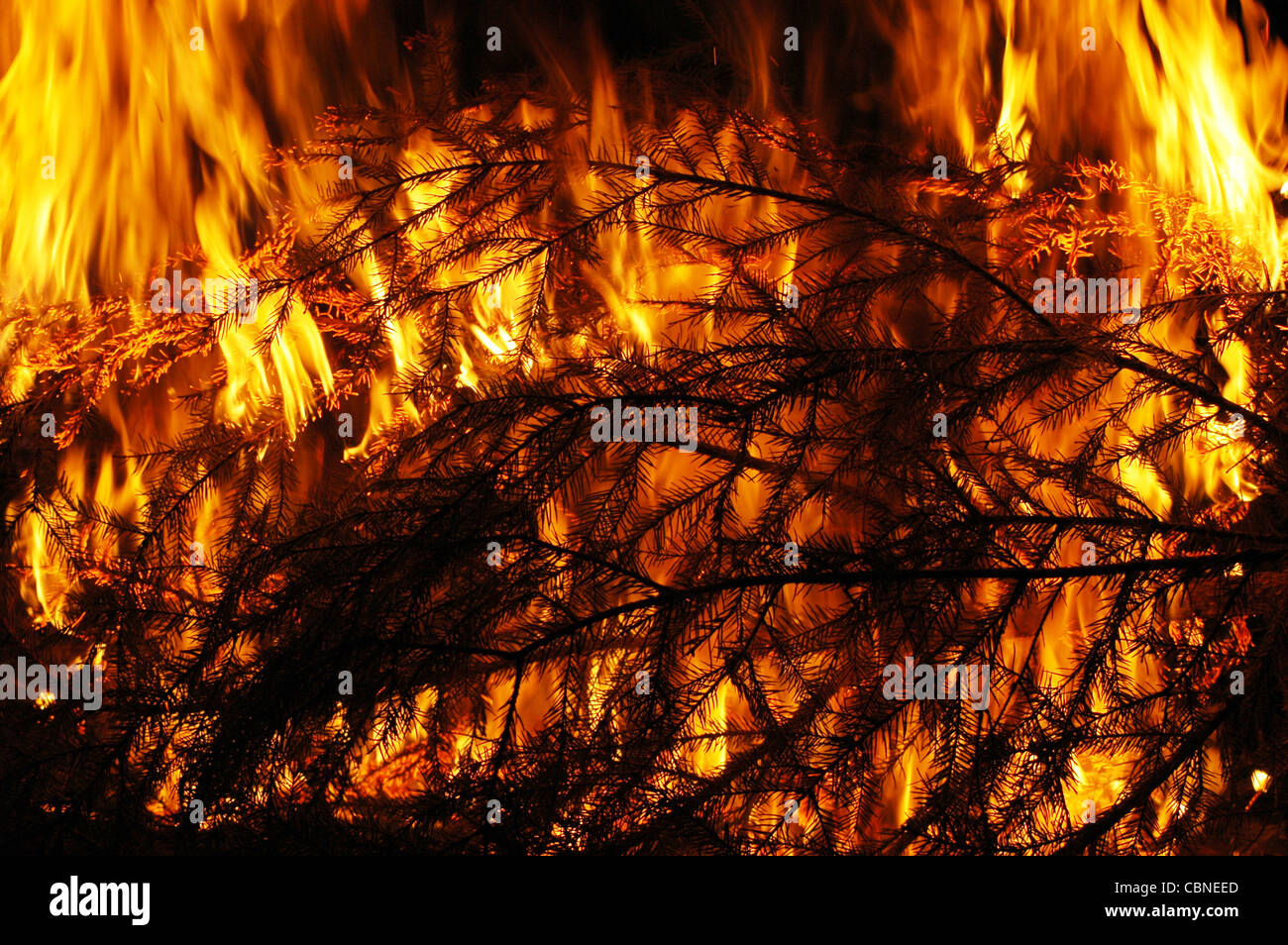 Fire, burning trees Stock Photo - Alamy