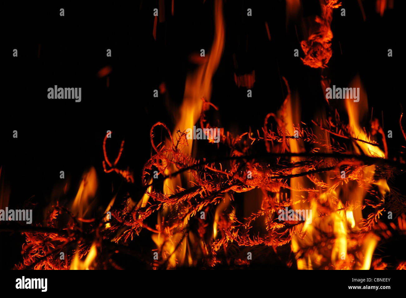 Fire, burning trees Stock Photo - Alamy