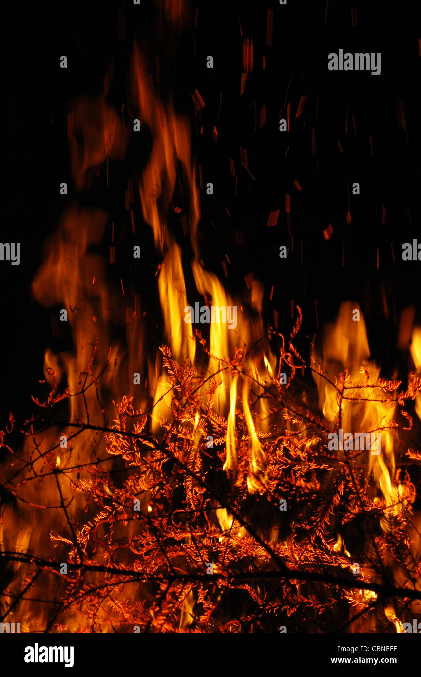 Fire, burning trees Stock Photo - Alamy