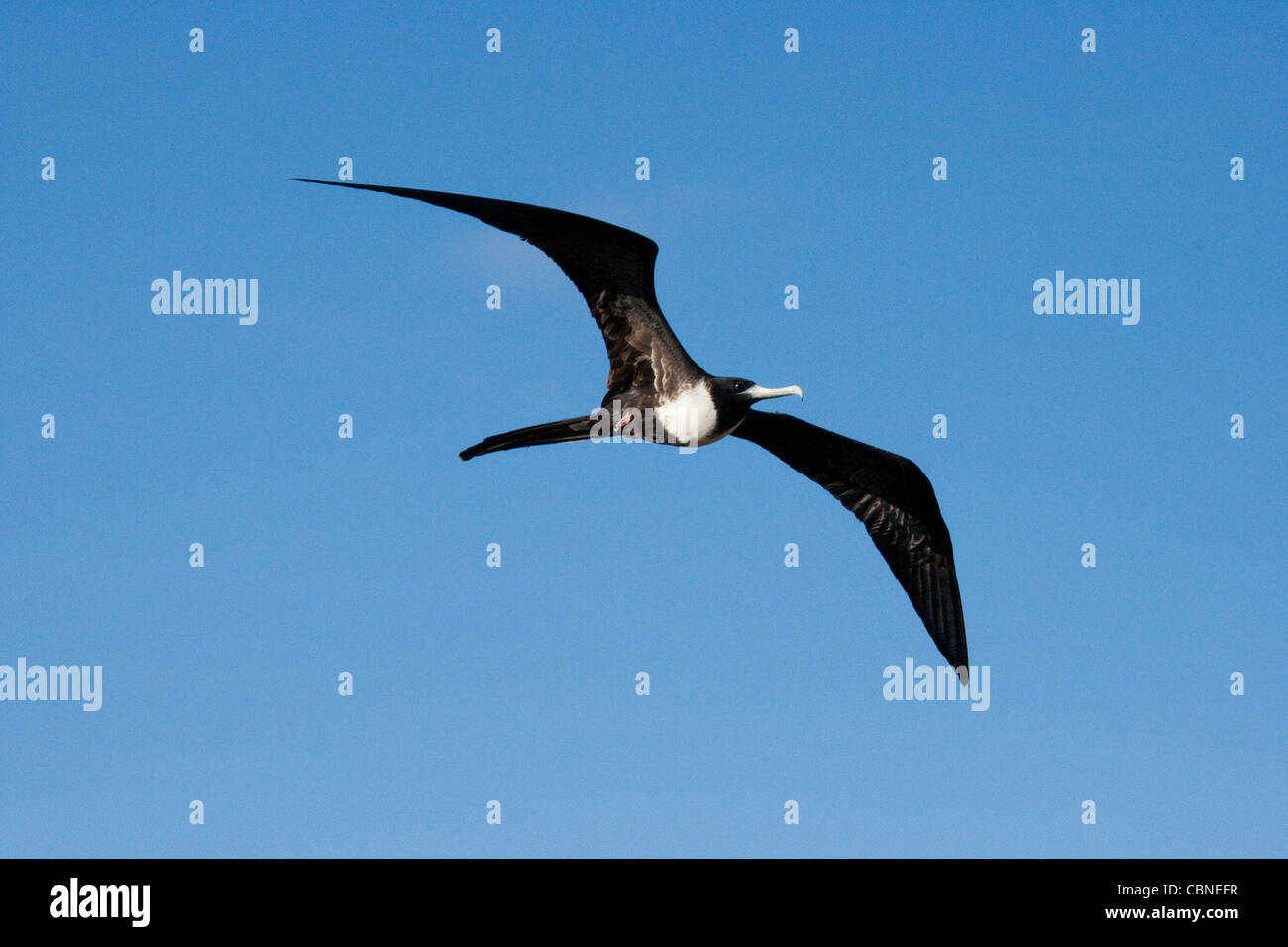 great frigatebird flying Stock Photo - Alamy