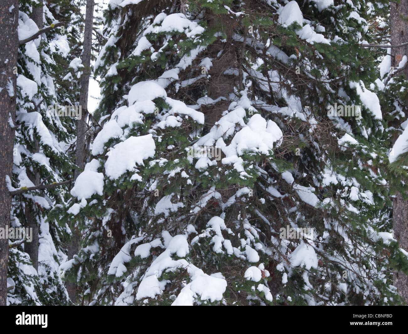 Evergreen forest in snow at the Great Teton national park Stock Photo ...