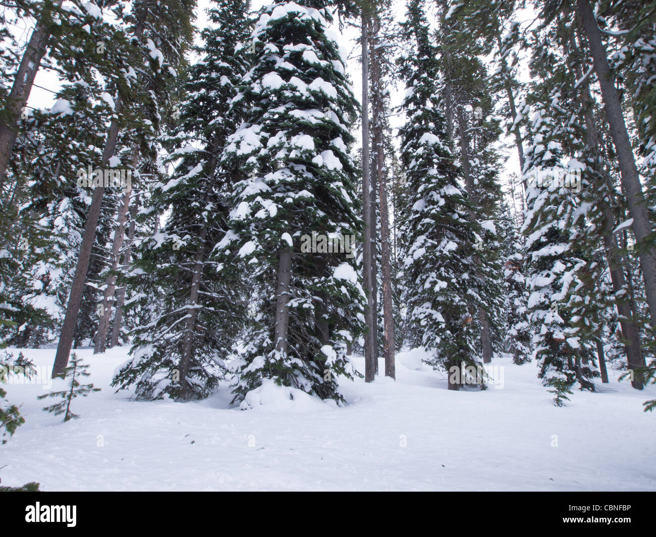 Evergreen forest in snow at the Great Teton national park Stock Photo ...
