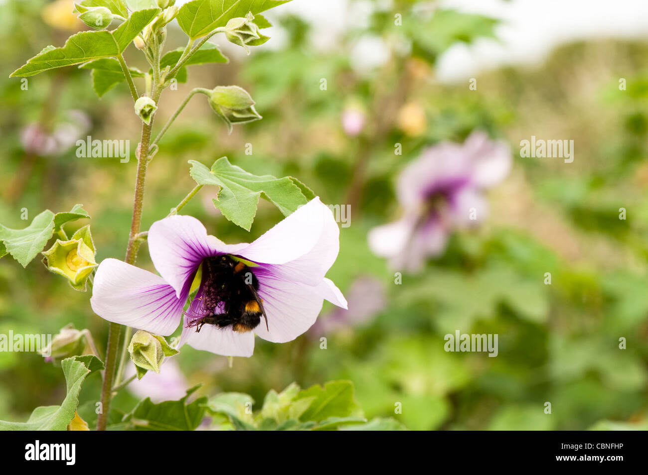 Lavatera maritima hi-res stock photography and images - Alamy