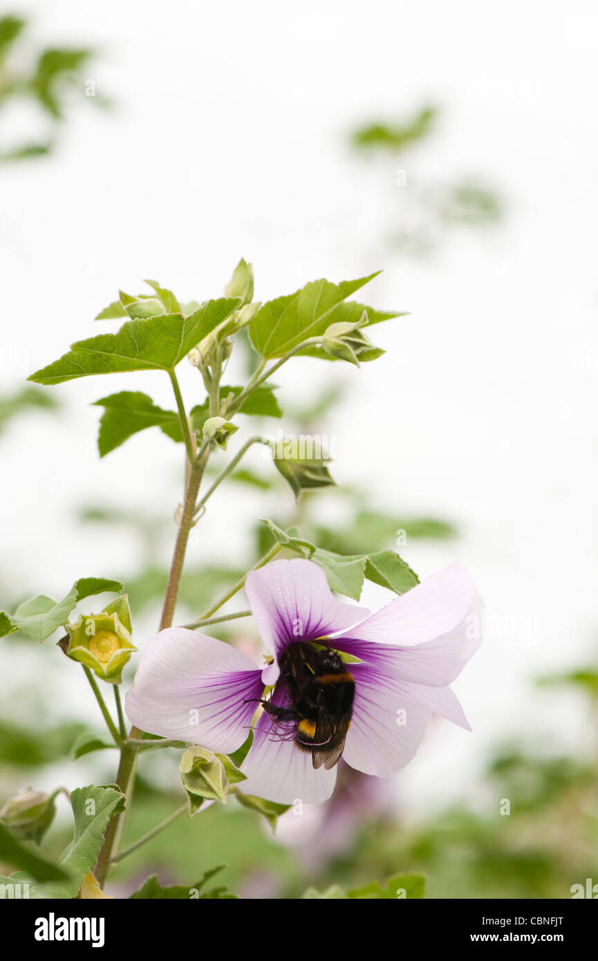 Malva maritima hi-res stock photography and images - Alamy