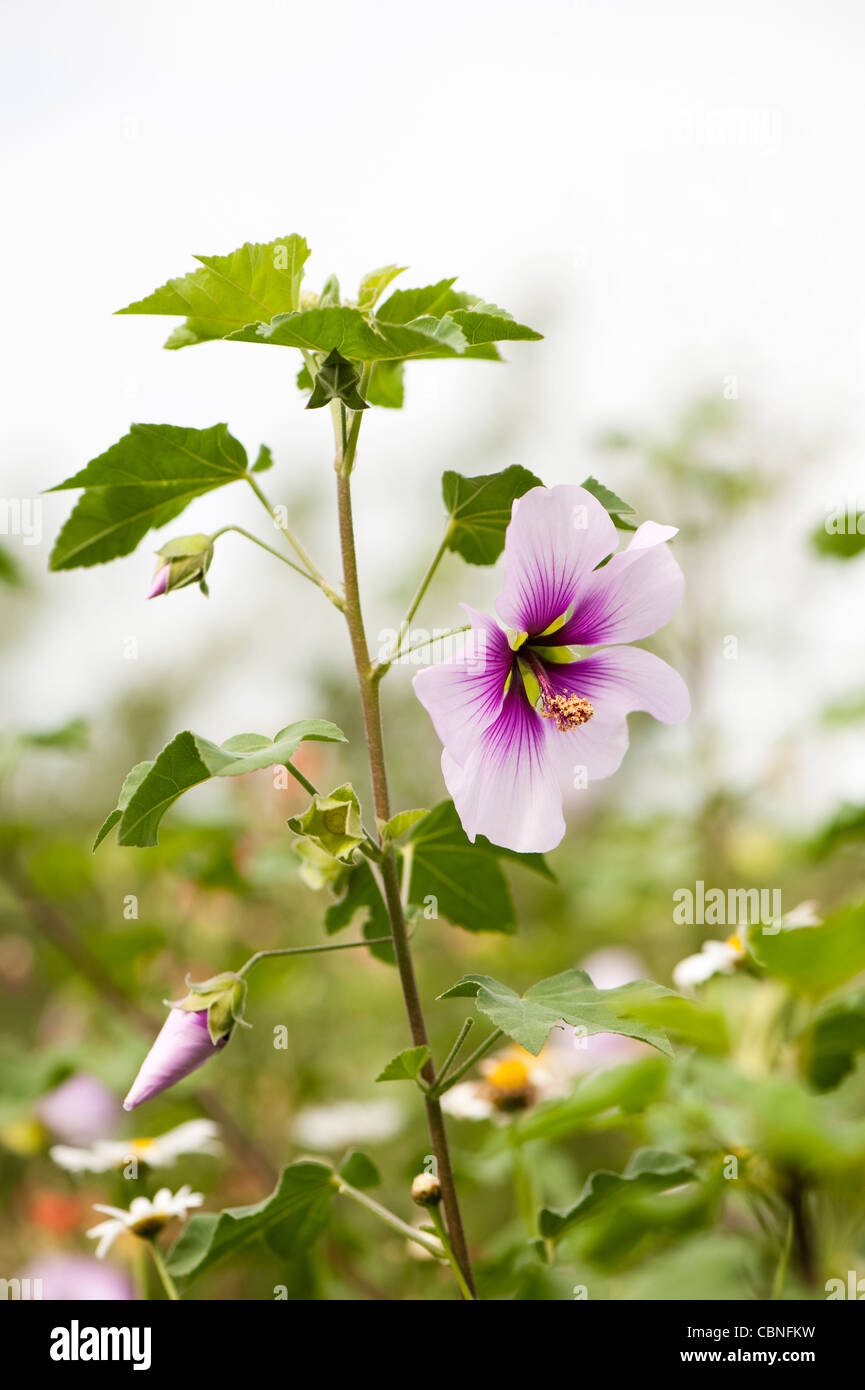 Lavatera maritima, Tree Mallow Stock Photo - Alamy