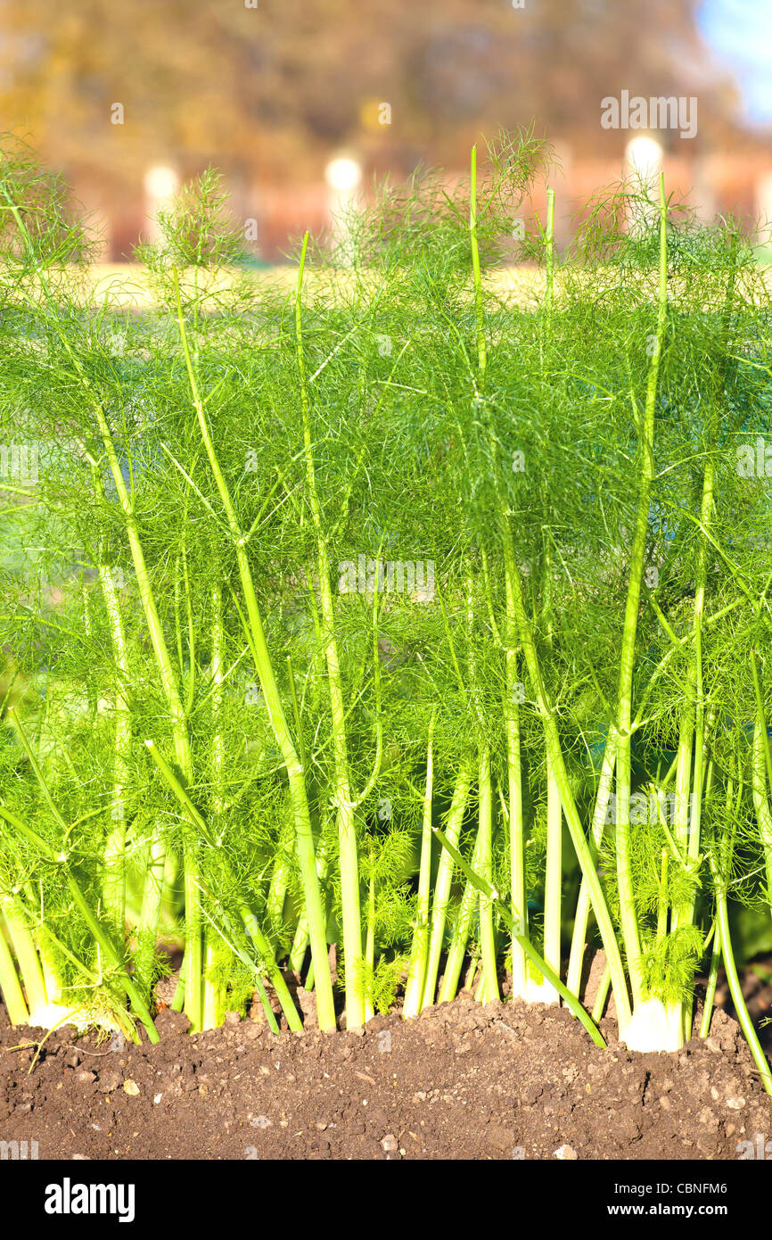 Fresh fennel plants growing in a herb garden Stock Photo - Alamy