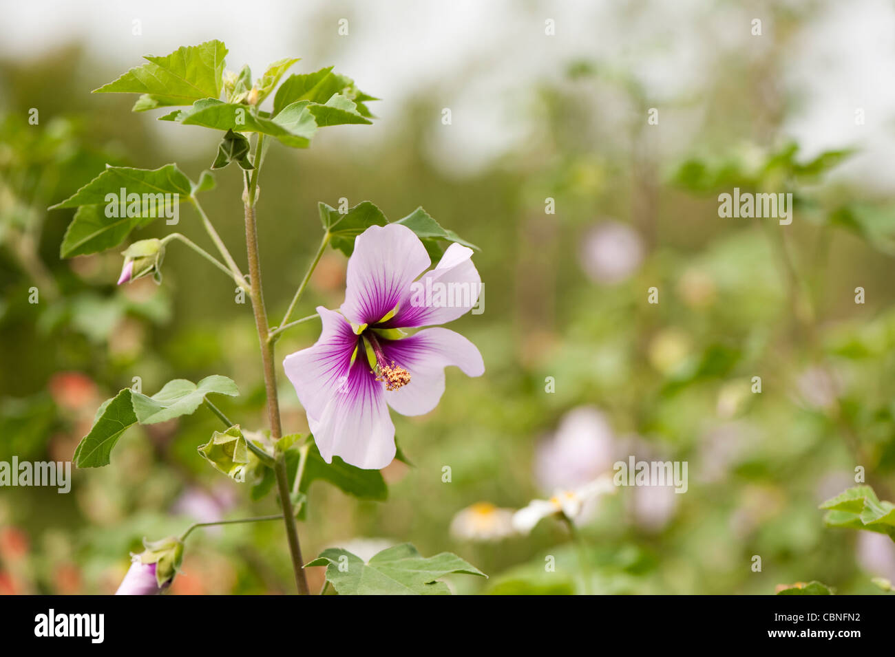 Lavatera maritima, Tree Mallow Stock Photo - Alamy
