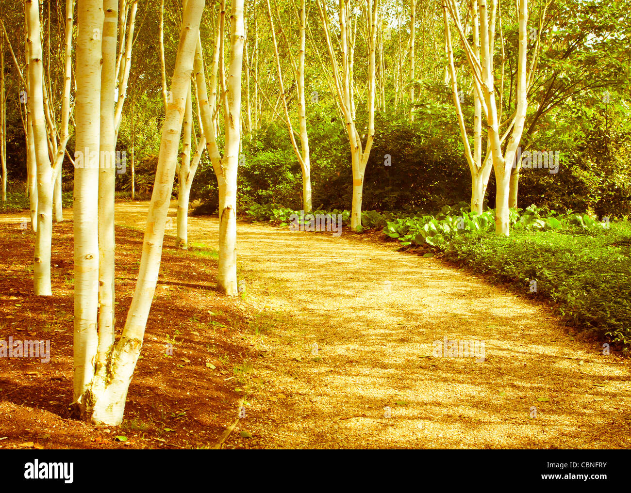 Silver birch forest hi-res stock photography and images - Alamy