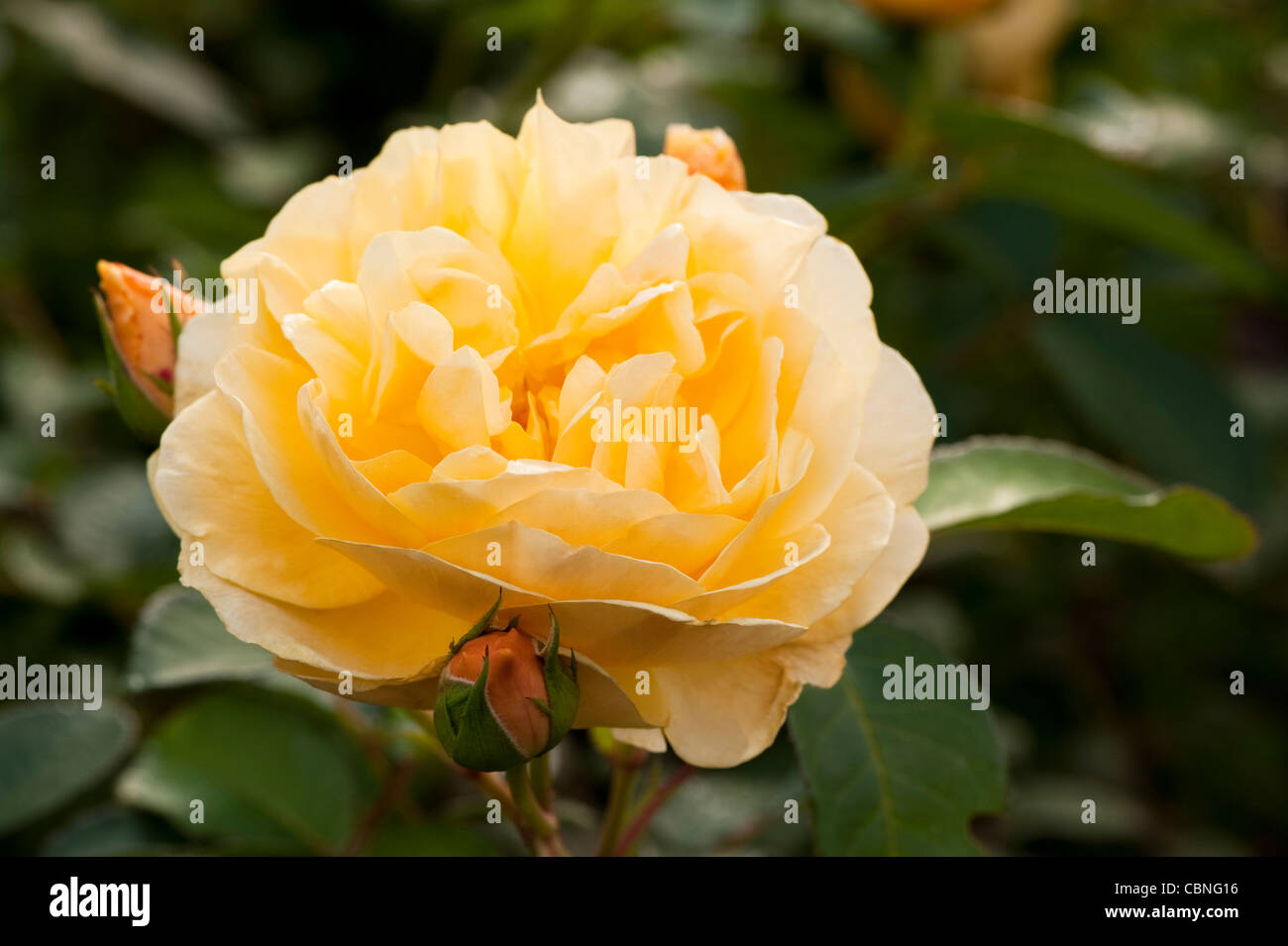 Charlotte rose hi-res stock photography and images - Alamy