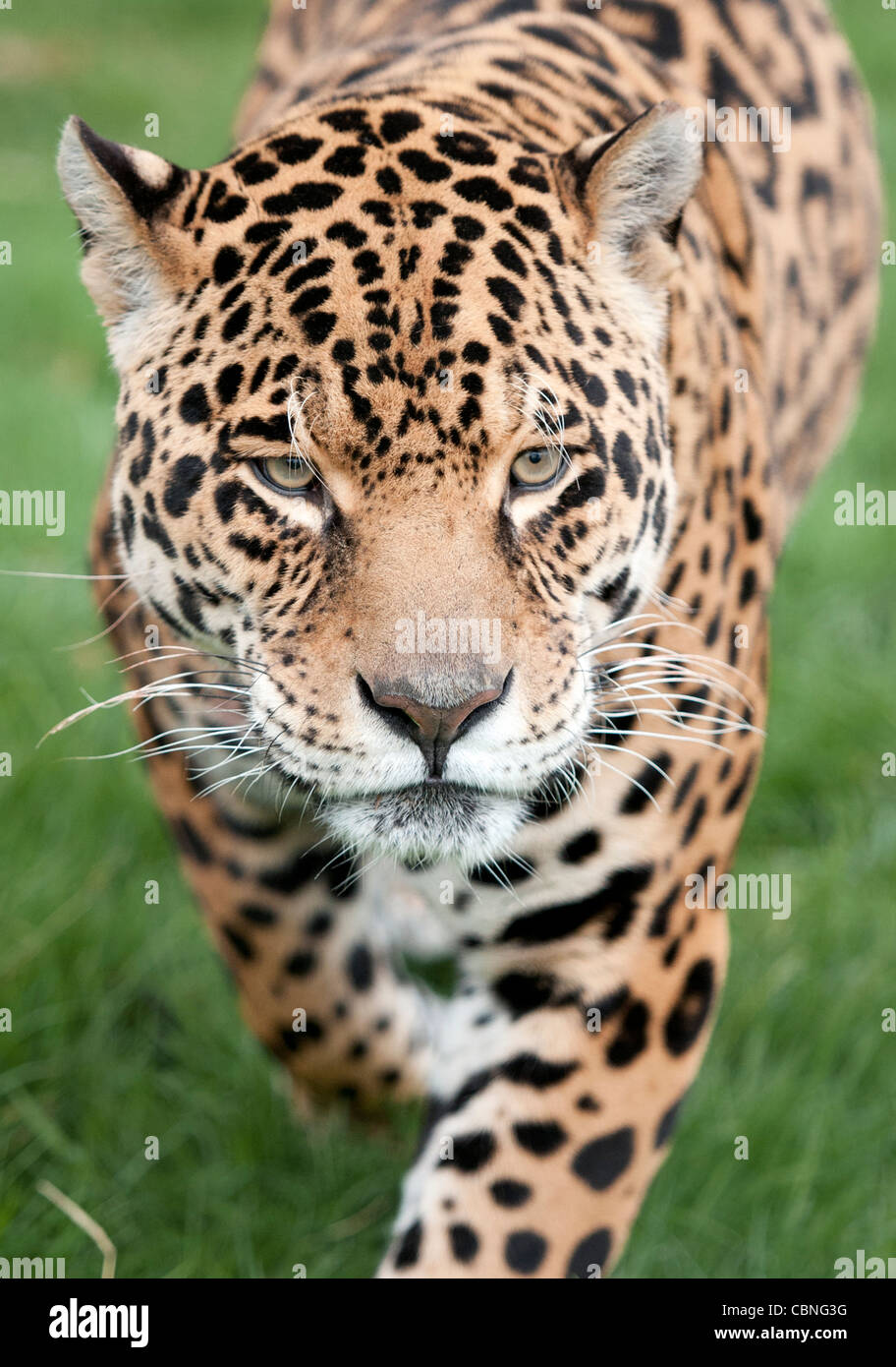Male jaguar walking towards camera Stock Photo - Alamy