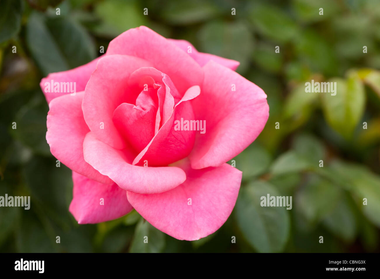 Rosa Jack Wood ‘Frydabble’, Floribunda Rose Stock Photo - Alamy